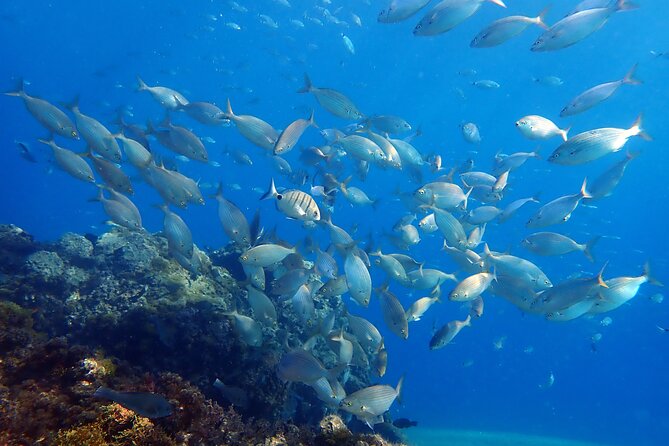 Experience 2-Hour Guided Snorkelling in Costa Teguise Lanzarote - Who Should Consider This Tour?