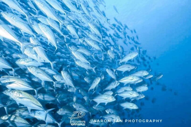 Fisheye Divers: Discover Scuba Diving - What Makes This Tour Special