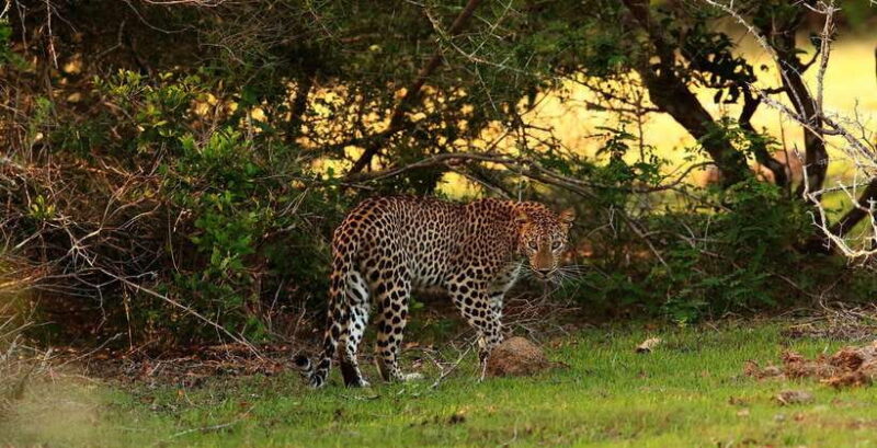 From Anuradhapura: Full Day Wilpattu's Wild Wonders -Private - What’s Included and What You Should Keep in Mind