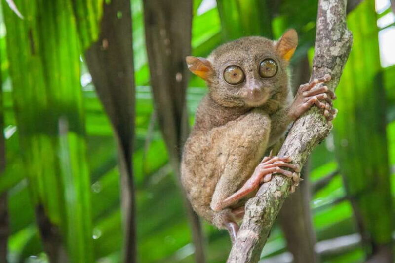 From Cebu: Day Trip to Bohol Highlights - Transportation, Group Size, and Overall Value