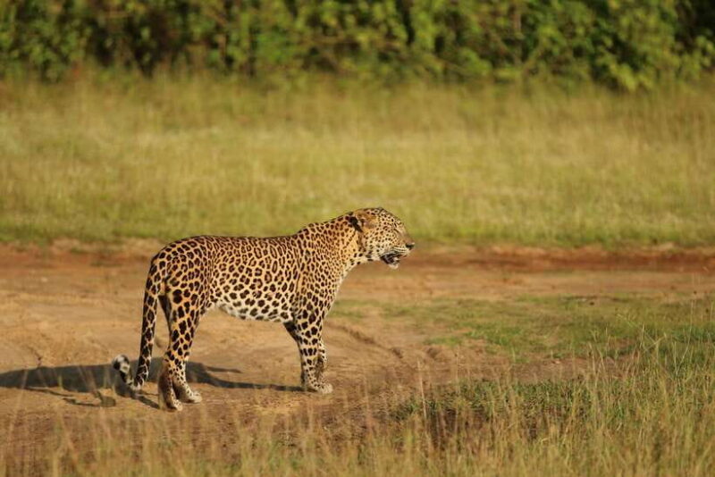From Colombo: 8-Day Private Tour of Sri Lanka with Transport - An In-Depth Look at the 8-Day Sri Lankan Adventure