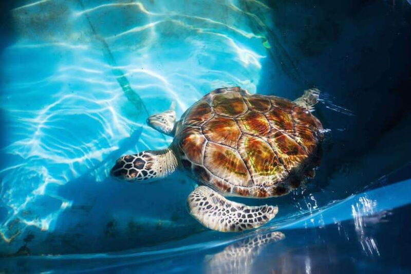 From Colombo/Negombo: Galle, Madu River, and Turtle Hatchery - Madu River: A Lush Boat Safari