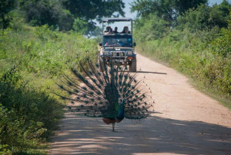 From Colombo/Negombo: Wilpattu National Park 4x4 Safari Tour - What Makes This Tour Stand Out?