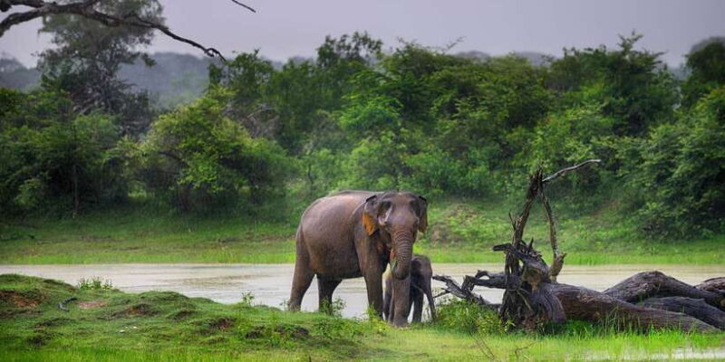From Colombo: Udawalawa Safari & Elephant Transit Home Tour - The Elephant Transit Home: A Heartwarming Stop
