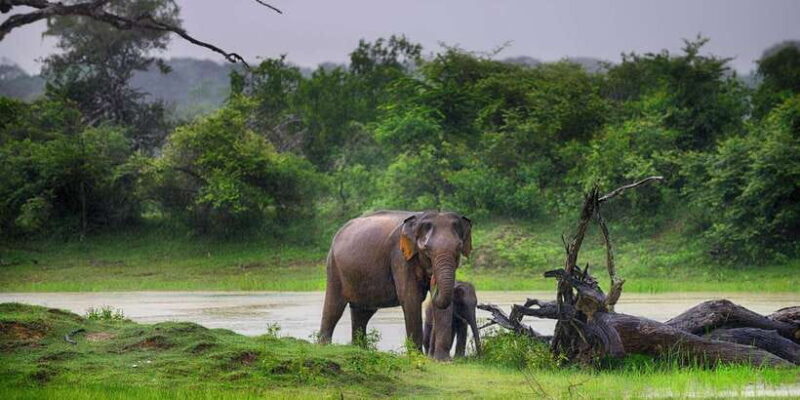 From Colombo: Yala National Park 4x4 Safari with Transfers - How Well Does It Deliver Value?