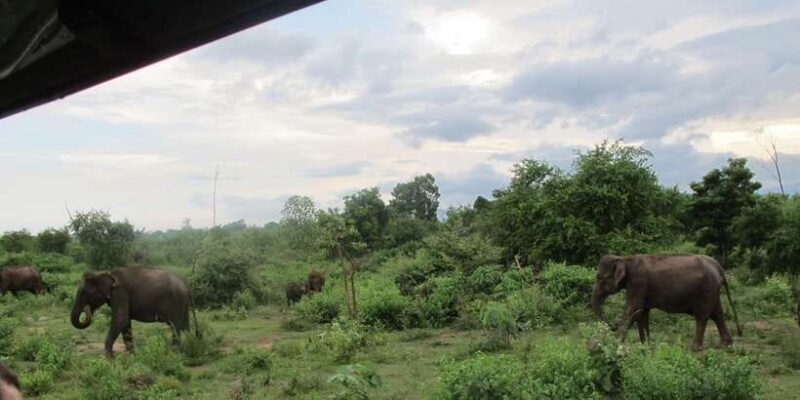 From Ella: All Inclusive Udawalawe National Park Safari - An In-Depth Look at the Tour Experience