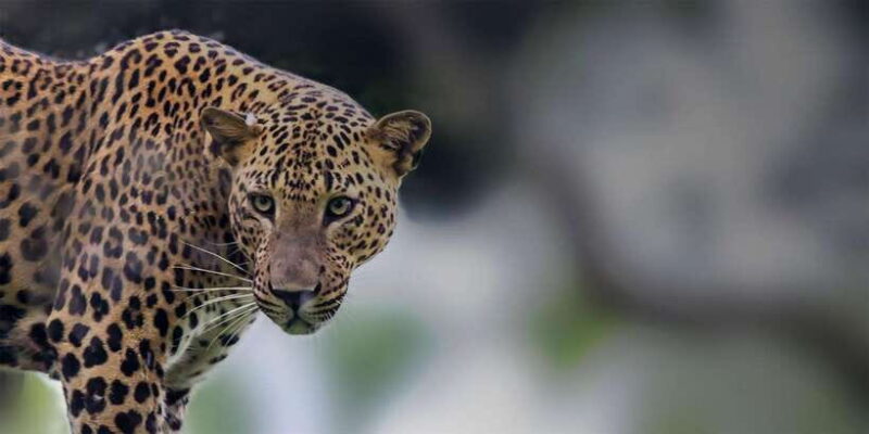 From: Ella/ Bandarawela - YALA Safari - Drop off: Ahungalla - Key Points
