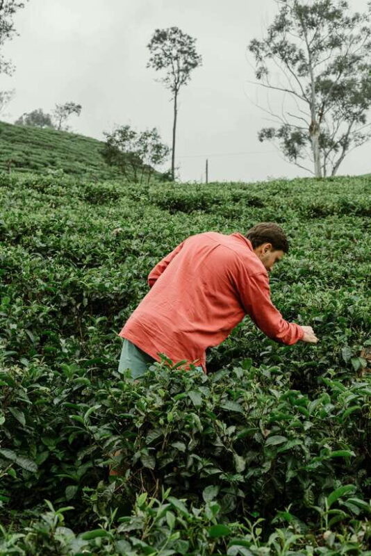 From Ella: Tea Adventure in Haputale with Village Lunch - Walking Through the Tea Gardens