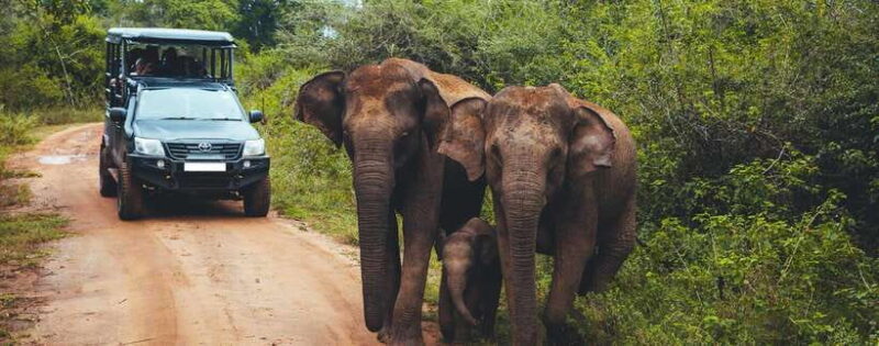 From Ella: Udawalawa Safari and Tangalle/Hiriketiya Transfer - A Closer Look at the Itinerary
