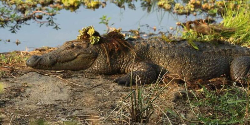 From Galle/Mirissa/Hikkaduwa - Yala Full Day Safari Tour - Detailed Breakdown of the Itinerary