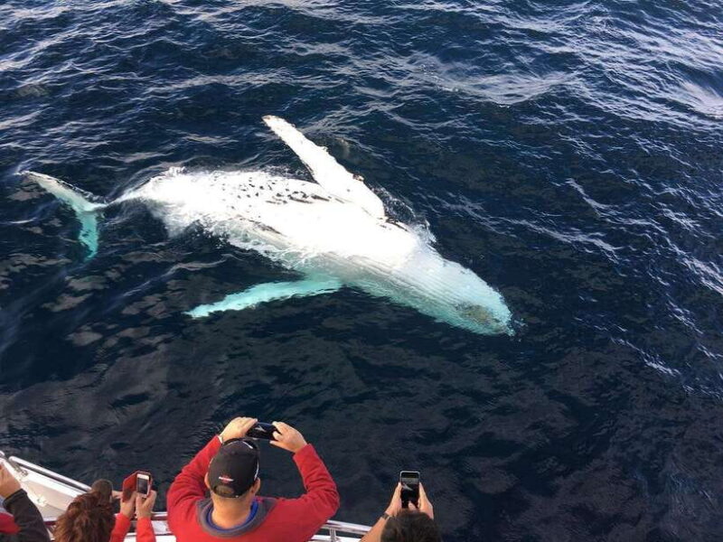 From Galle: Mirissa Whale and Dolphin Watching Boat Ride - Analyzing the Value