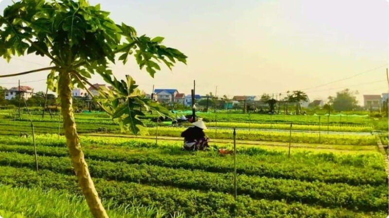 From Garden to Table: Tra Que Farming Tour - What to Expect on the Tour