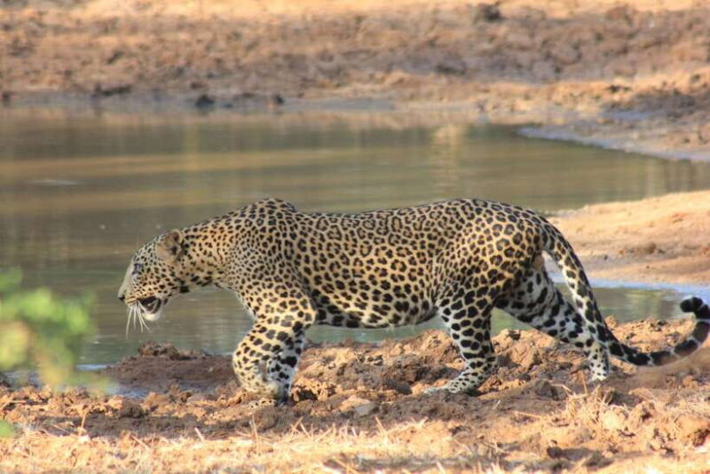 From: Hikkaduwa/ Galle/ Unawatuna/ Talpe - YALA Safari - The Safari Itinerary — What to Expect