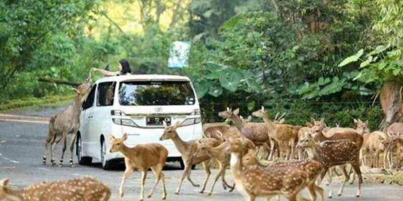 From Jakarta: Explore Safari Park,Waterfall & Tea Plantation - What’s Included and What’s Not