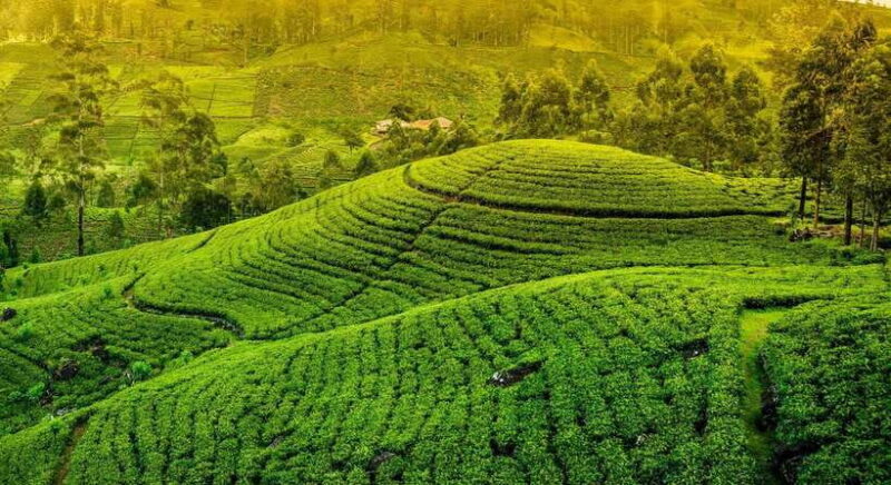 From Kandy: Ella private Day Tour With Train Ride - The Practicalities: Transportation, Timing, and Value