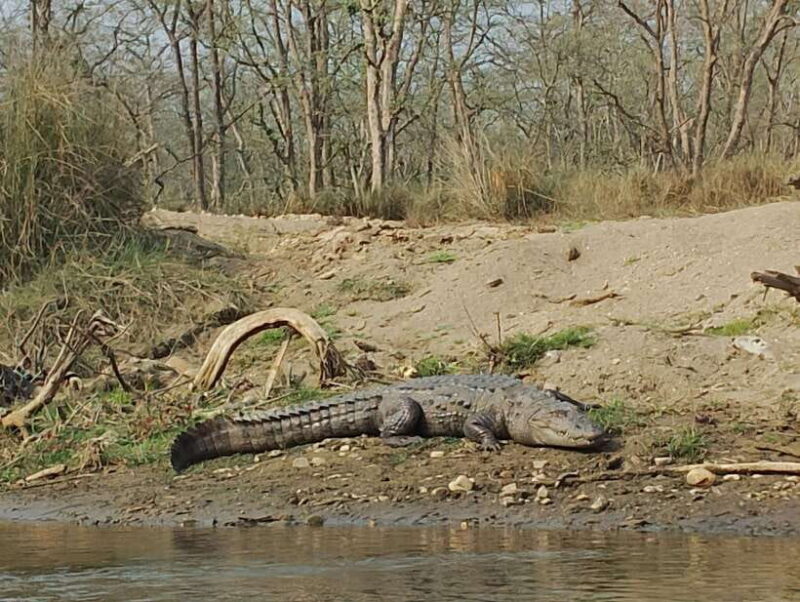 From Kathmandu or Pokhara: 4-Day Chitwan National Park Tour - The Value of This Tour