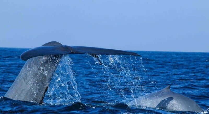 From Mirissa: All Inclusive Whales & Dolphin Watching Tour - How the Itinerary Works: From Pickup to Return