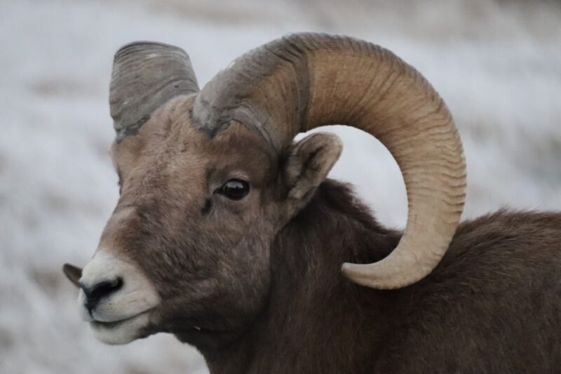 From Rapid City: Epic Badlands Tour and Legendary Wall Drug - A Day of Natural Wonders in the Badlands