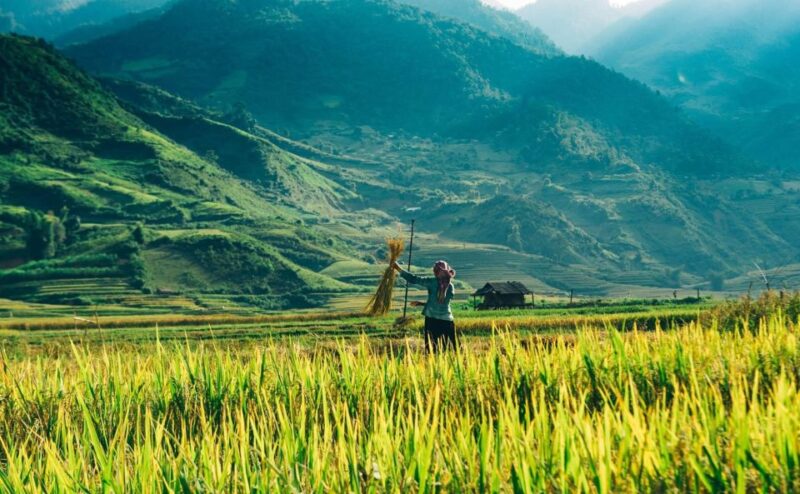 From Sapa : 1 Day Amazing Sapa Trek To Terrace rice field - Authenticity and Value