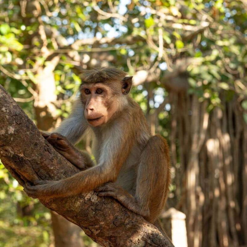 From Sigiriya : Hurulu Eco Park Safari : All Inclusive - The Itinerary – What to Expect