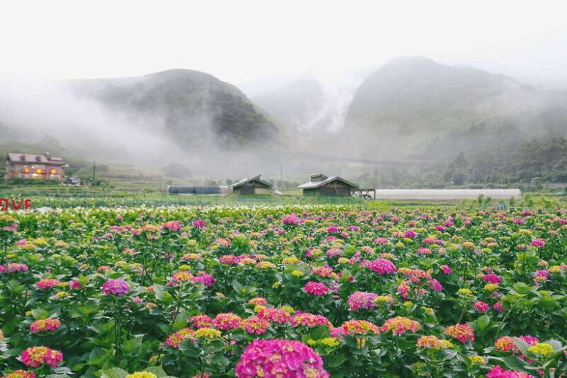From Taipei: Private Yangmingshan Volcano and Nature Tour - What Makes This Tour Stand Out?