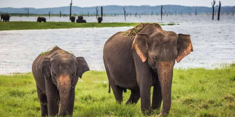 From Tangalle/Hiriketiya: Ella Transfer & Udawalawe Safari - The Safari Experience: Wildlife in Action