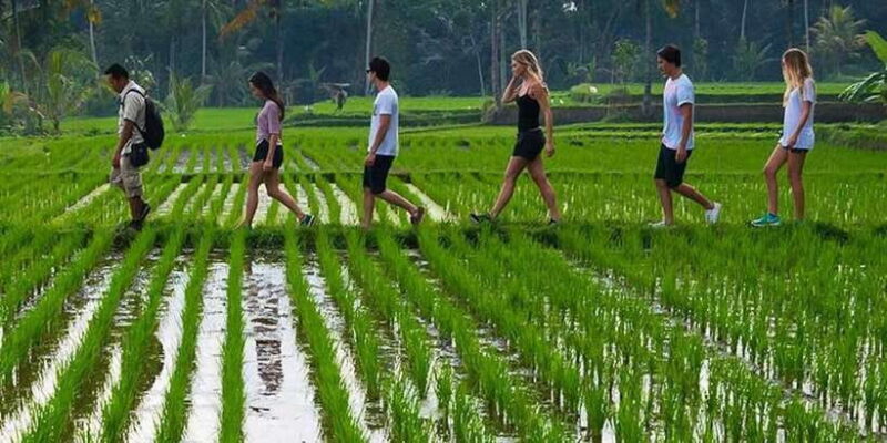 From Ubud: 3-Hour Tropical Trek and Taro Village Tour - Why This Tour Offers Value