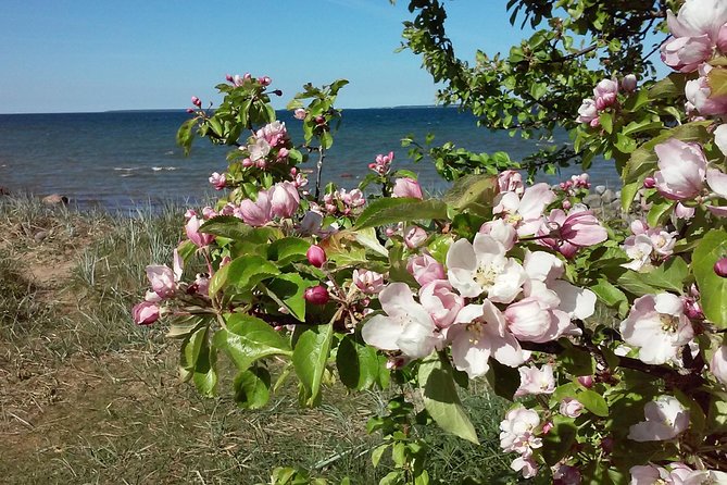 Full-Day customized Tour in Estonia. NB! Min 2 Persons - Why Travelers Love This Tour