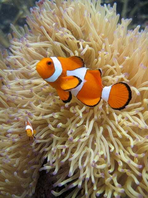 Full-Day Guided Snorkeling Tour from Kota Kinabalu - Authentic Experiences from Travelers