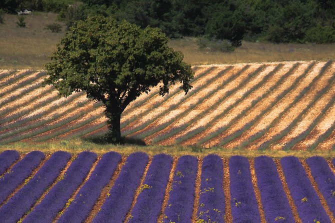 Full Day Ocean of Lavender in Valensole from Avignon - The Value and Practical Aspects