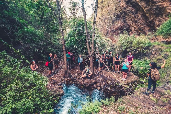 Full Day Rainforest Tour with Tasting and Swimming Time - Authentic Experiences That Keep Travelers Coming Back