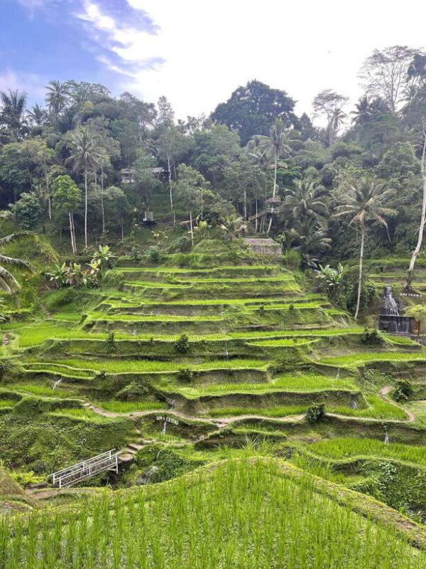 Full Day Tour To Ubud Included Ticket - Exploring the Itinerary in Detail