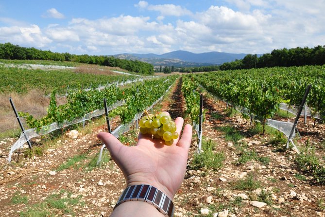 Full-Day Wine Tour from Istanbul - What Makes This Tour Worth Considering?