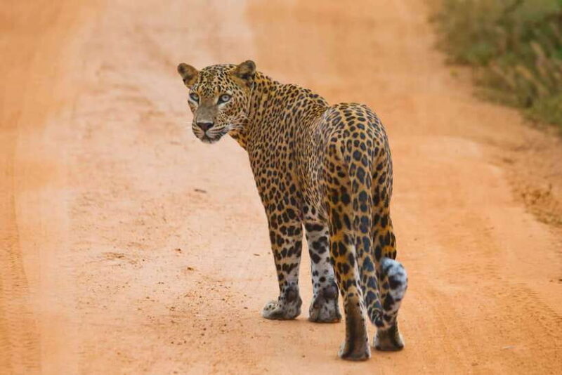Galle/Hikkaduwa/Bentota/Kosgoda: Yala National Park Safari - Who Will Appreciate This Tour?