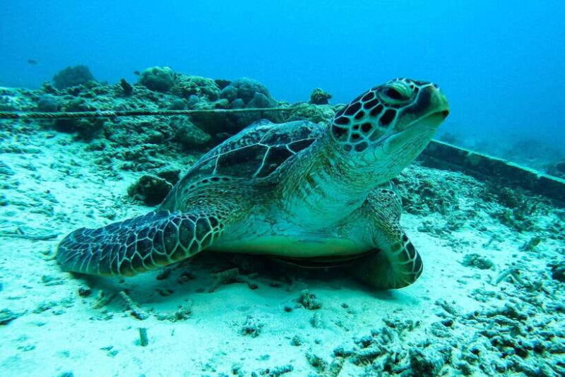 Gili Islands Lombok: 4 Hour Private Group Snorkeling Trip - What’s Included and What to Keep in Mind