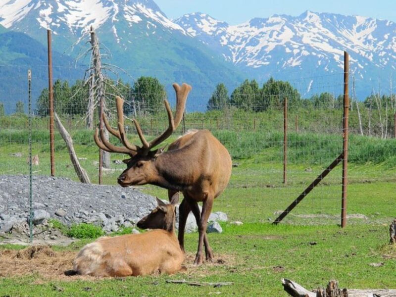 Girdwood: Bears, Trains, & Icebergs Tour - Analyzing the Experience and Value