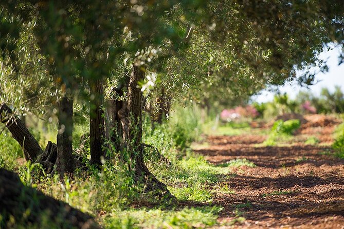 Gourmet Pizza Workshop and Wine Tasting - The reviews: A balanced perspective