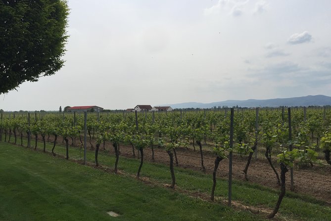 Grape Day out Pfalz to taste cracking Red wines & Riesling - The Sum Up: Is This the Right Tour for You?