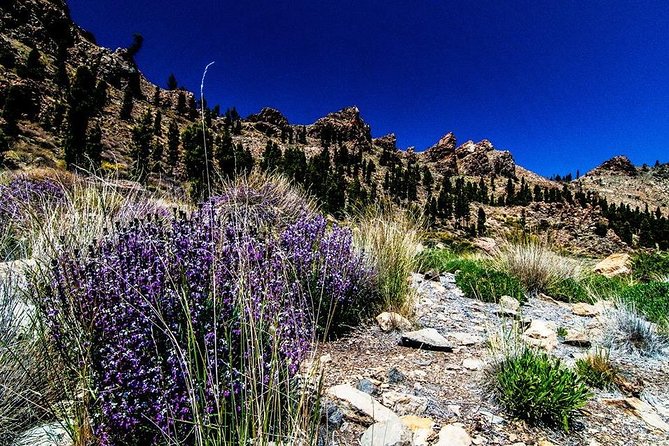 Guided Hike - The Tajinaste Trail - Who Will Love This Tour?