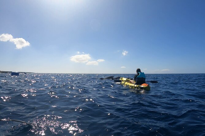 Guided Kayak Tour From Los Cristianos Beach Tenerife - What Makes This Tour Special