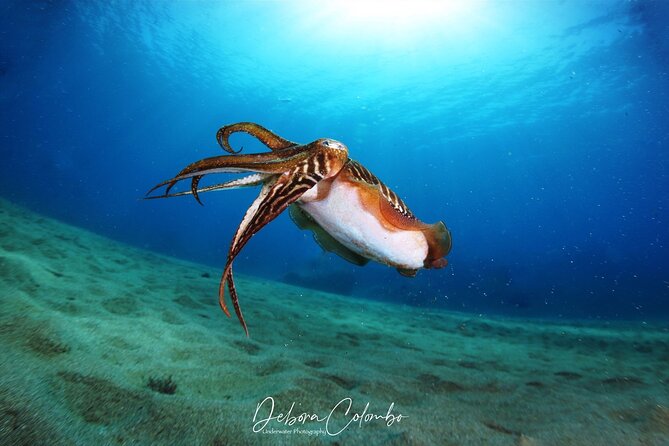 Guided Snorkeling Experience - The Marine World of Lanzarote