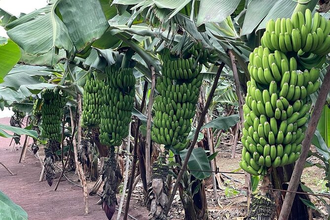 Guided tour of the Banana World - An In-Depth Look at the Tour Experience