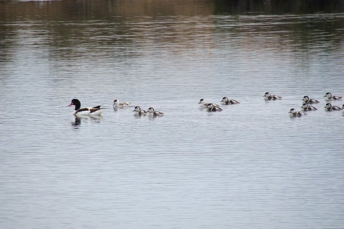 Half-day birdwatching around Tavira - Exploring the Itinerary: What to Expect