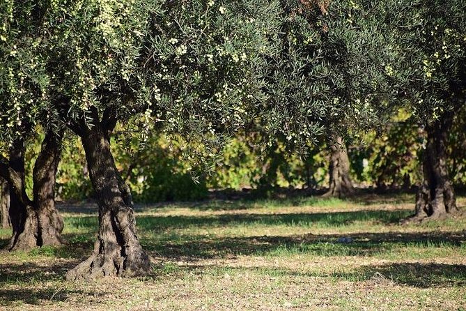 Half-Day Chianti Wine and Olive Oil Tour from Viareggio - FAQ