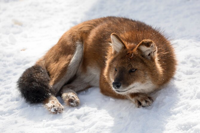 Half-Day Trip to Ranua Wildlife Park from Rovaniemi - Authentic Experience and Practical Tips