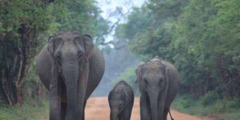 Hambantota Port Cruise: YALA Wildlife Safari (6 hours) - The Practical Aspects