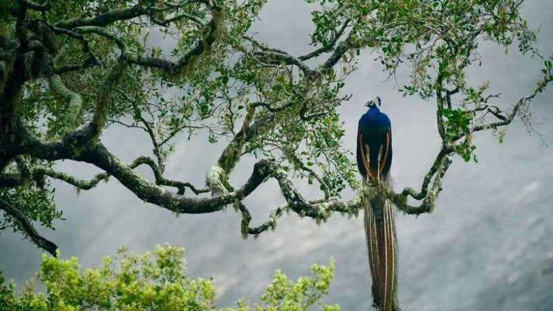 Hambantota Port: Udawalawe Safari Tour & Transit Home Visit - The Sum Up: Is It Worth It?