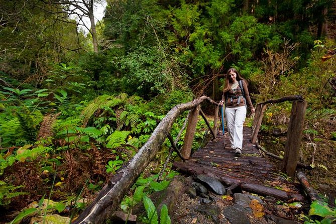 Hiking Faial da Terra + Van Tour Nordeste - Who Should Consider This Tour?