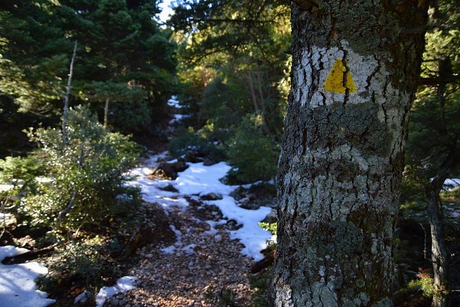 Hiking in Parnitha National Park from Athens - Who Is This Tour Best For?