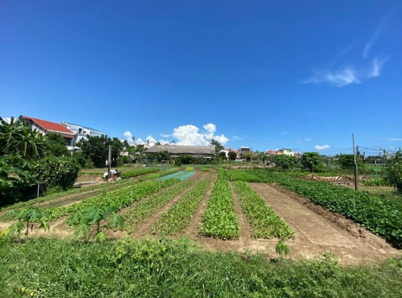 Hoi An: Rural Cycling Tour to Village with Basket Boat Ride - What’s Included and What’s Not